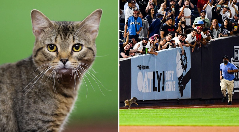 Cat Chit Chat: Macho baseball players can't catch a cat on their field ...