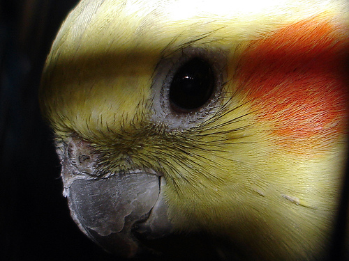 Exotic Birds: Totul despre Nimfe