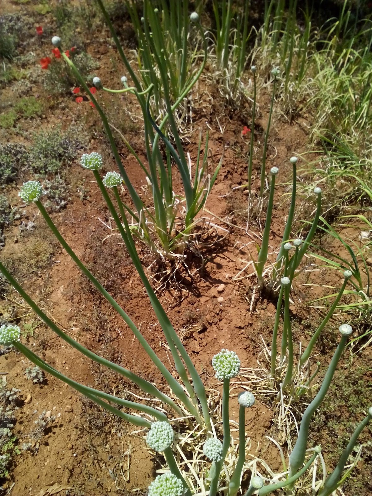 Cultivar el Huerto Casero.: Cebollas en flor. Fin de ciclo.