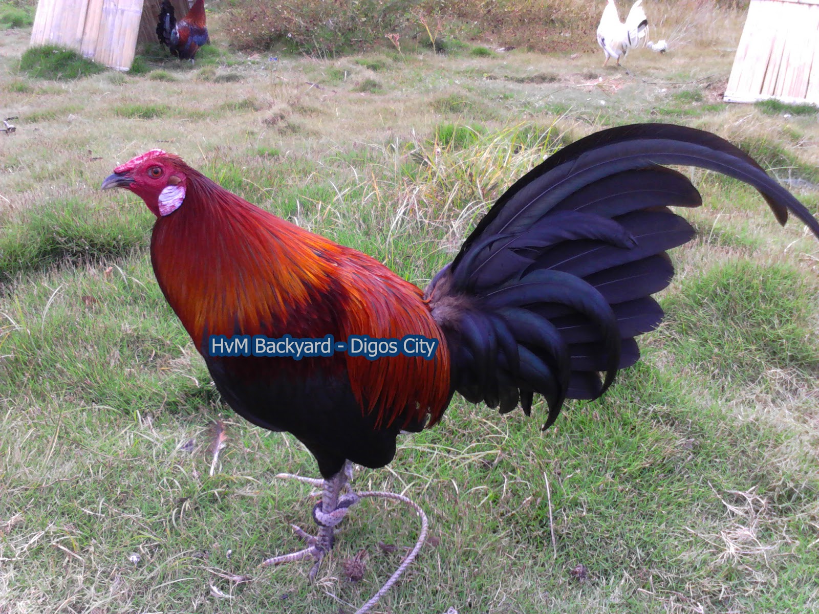 Gamefowl 101 - Everything You Want To Know About Gamefowls: LDI ...