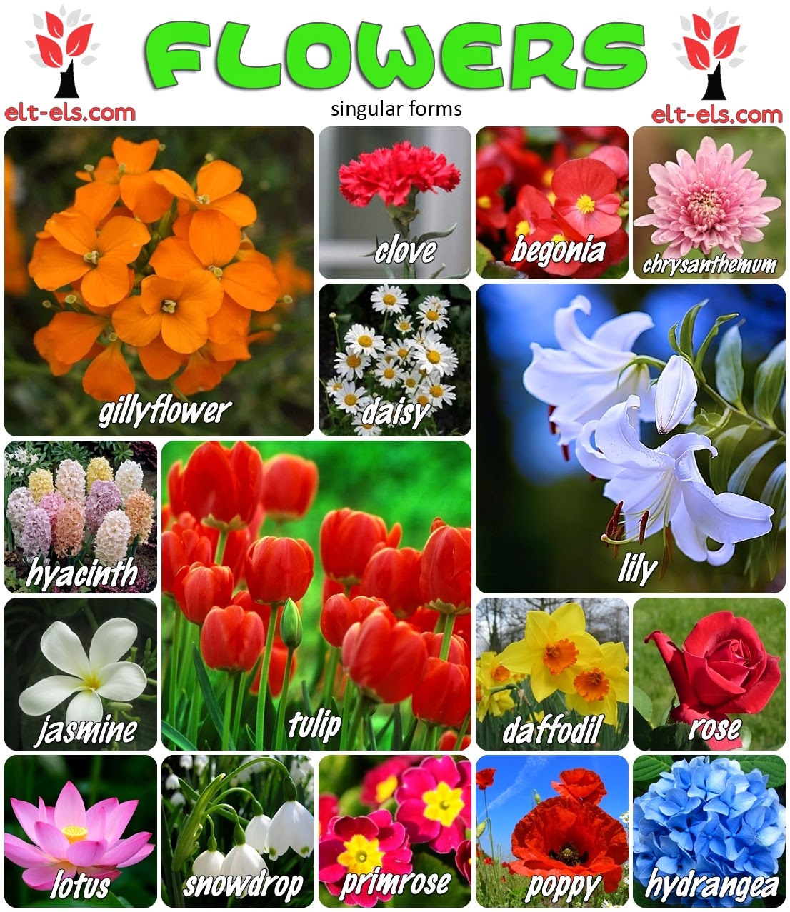 Flowers | www.elt-els.com