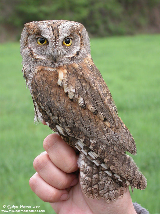 BUHOMANIACO: 27.SISTEMA RESPIRATORIO