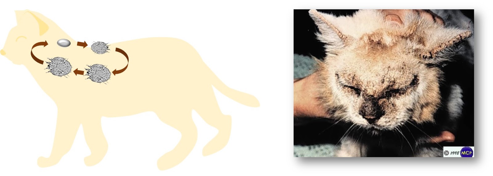 EKTOPARASIT PADA KUCING