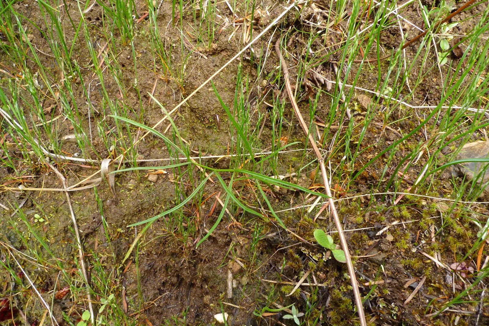 Wild Harvests: You want-a Yampa: an esoteric edible