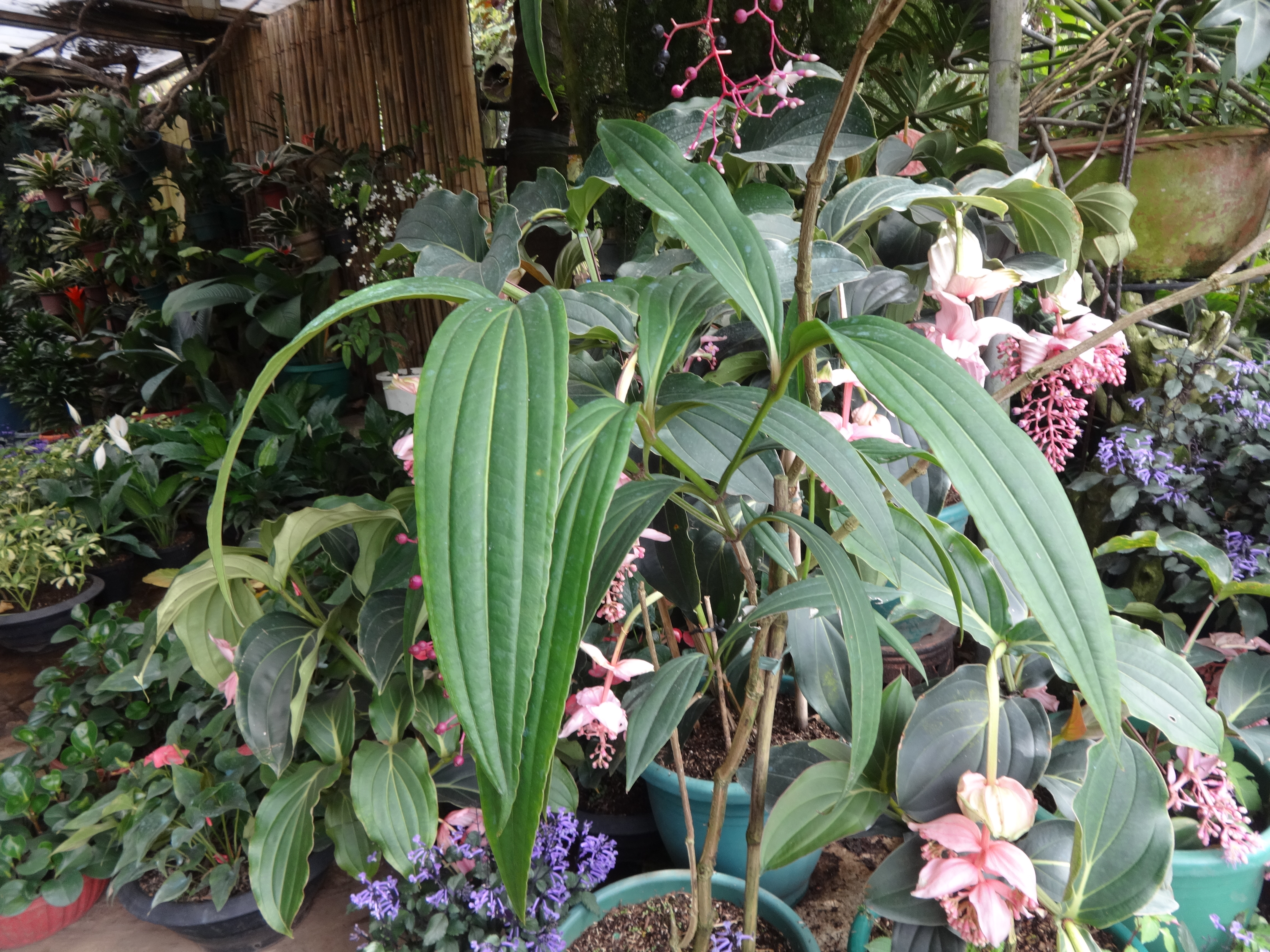 Herbs from Distant Lands: Medinilla magnifica, Medinilla pendula ...