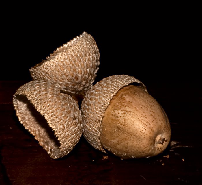 Vicente Juidia: La bellota