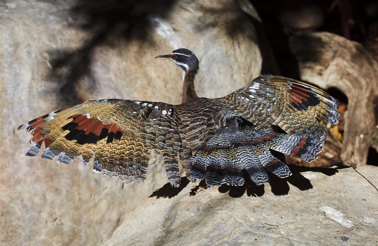 SUNBITTERN BIRD photos - wallpapers (ανανεωμένο) | the fun bank