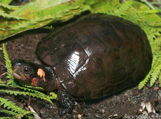 TESTUDINATA : KURA KURA DARAT & KURA KURA AIR