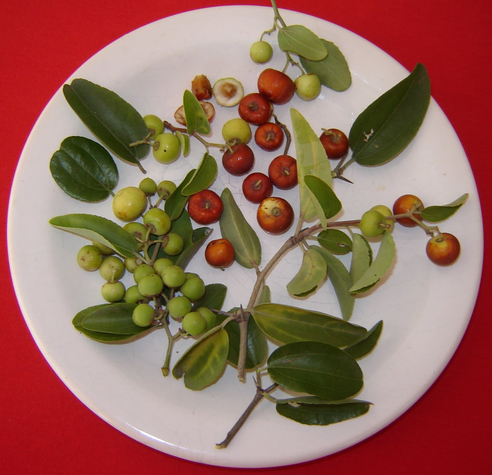 v e r d e c h a c o: Mistol