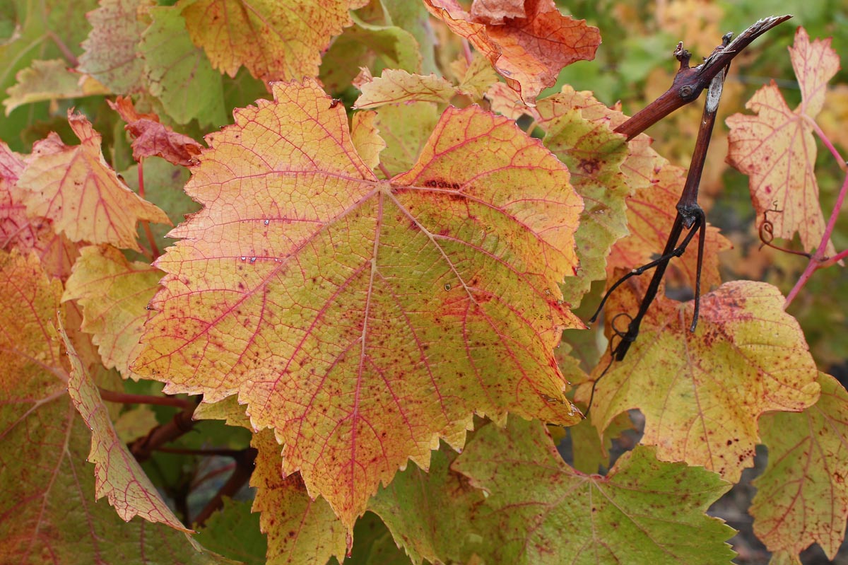 wcs: Fall grape leaves