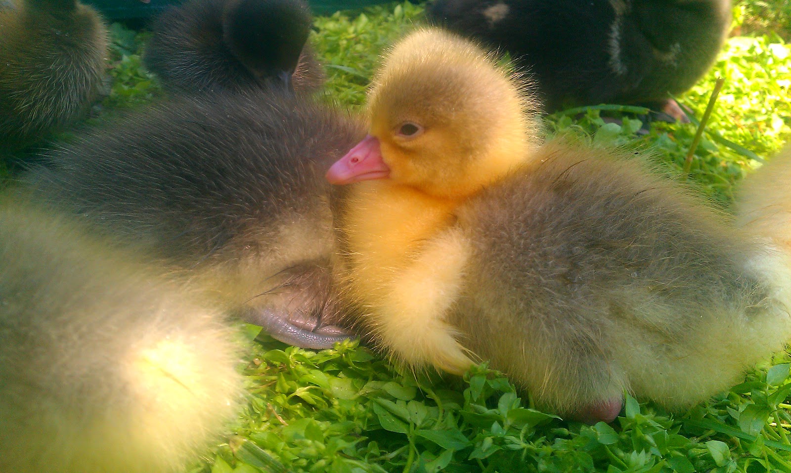 5/2 - I had them outside in a pen enjoying the grass and nice weather.