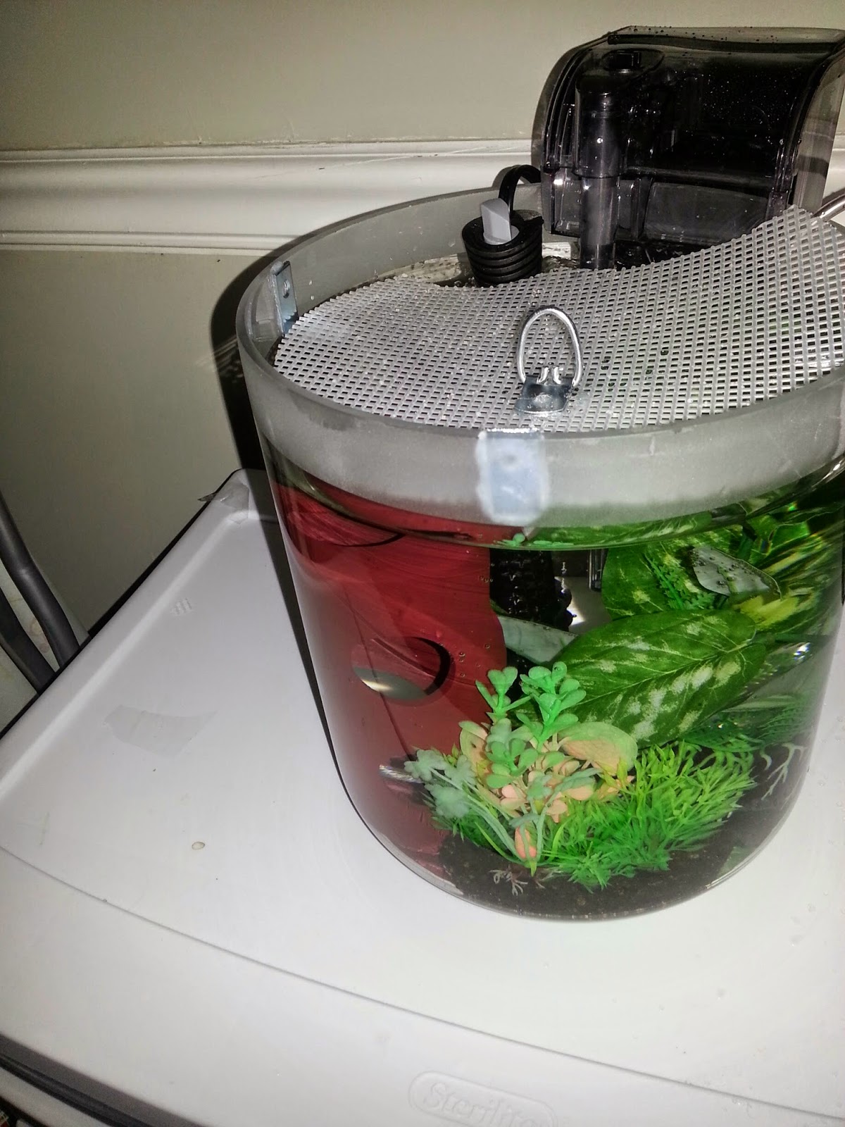 Happy Fish Blog: How to set up a Betta Tank, DIY Tank Cover and an ...