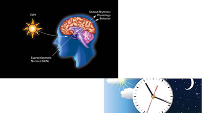 Saphyaire's Science Journal: How Our Biological Clock Works (The ...