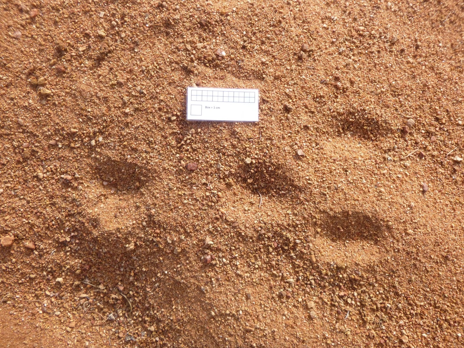 The Twitching Diaries: Bilby Blog