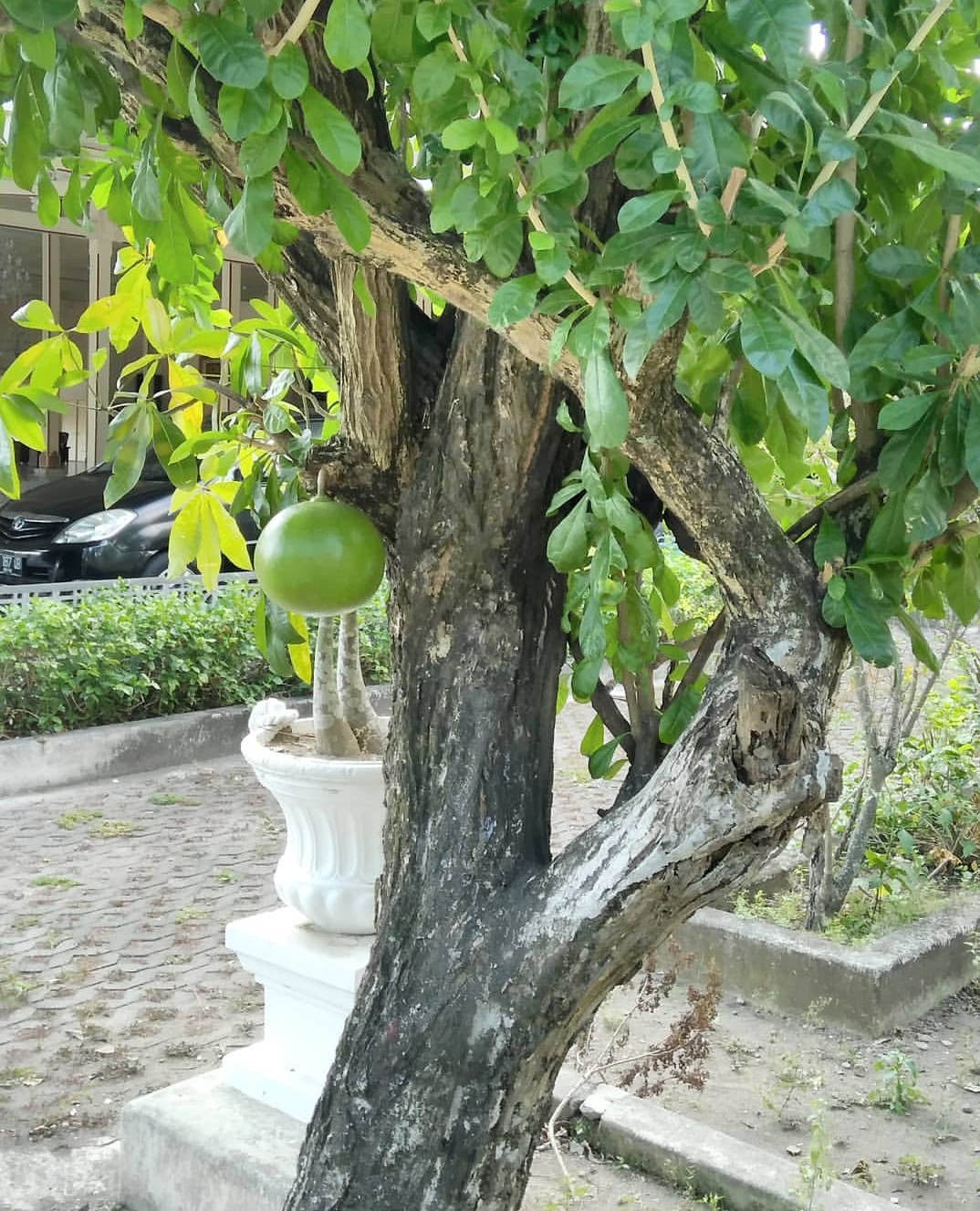 Manfaat Tanaman Maja Bagi Kesehatan Dari Buah, Daun, Akar, Dll ...