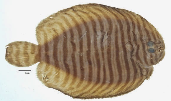 Artes de Pesca: PLEURONECTIFORMES