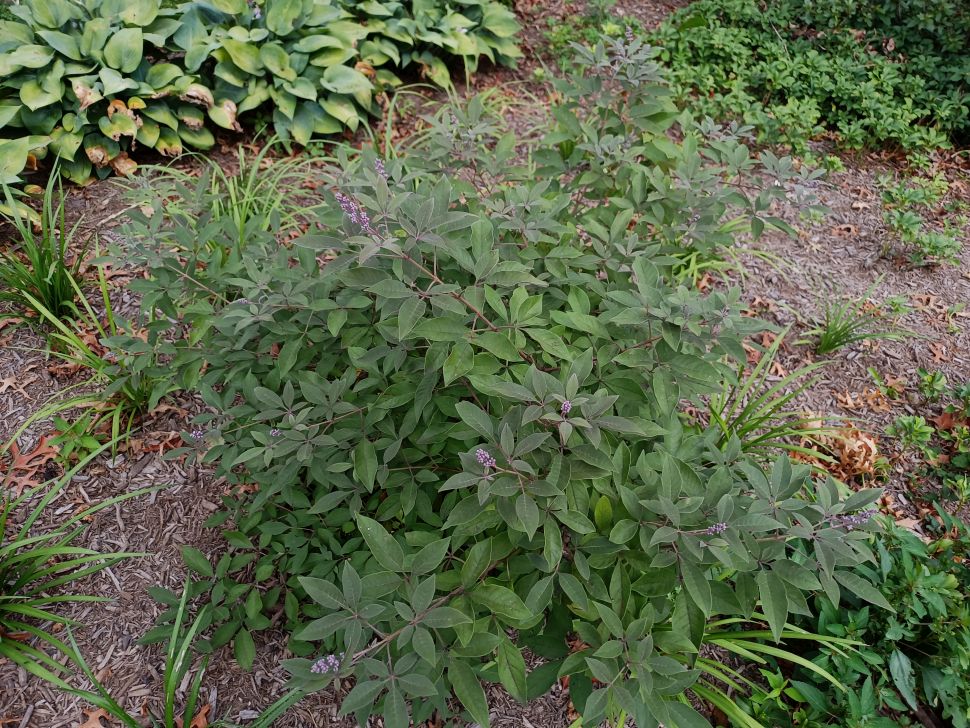 Future Plants by Randy Stewart: Vitex - the Chaste Tree family
