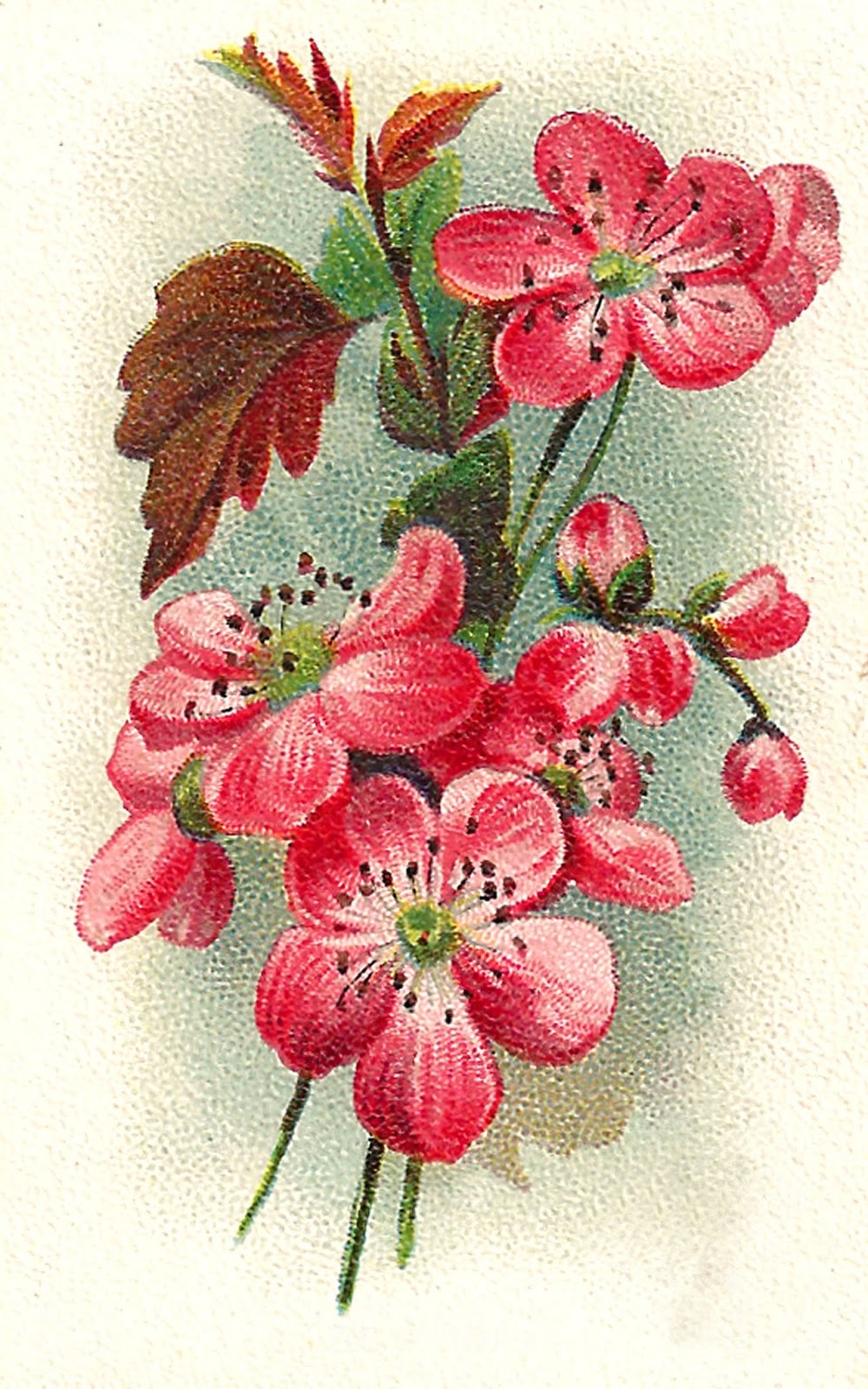 Antique Images: Free Antique Flower Artwork Trade Card Blackthorn Image ... Antique Images: Free Antique Flower Artwork Trade Card Blackthorn Image ...
