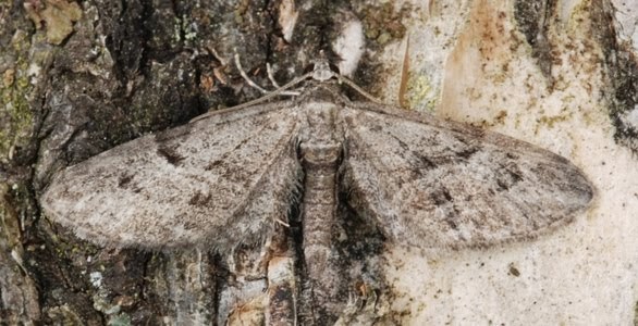 UK Pugs: 1854 Juniper Pug (Eupithecia pusillata)