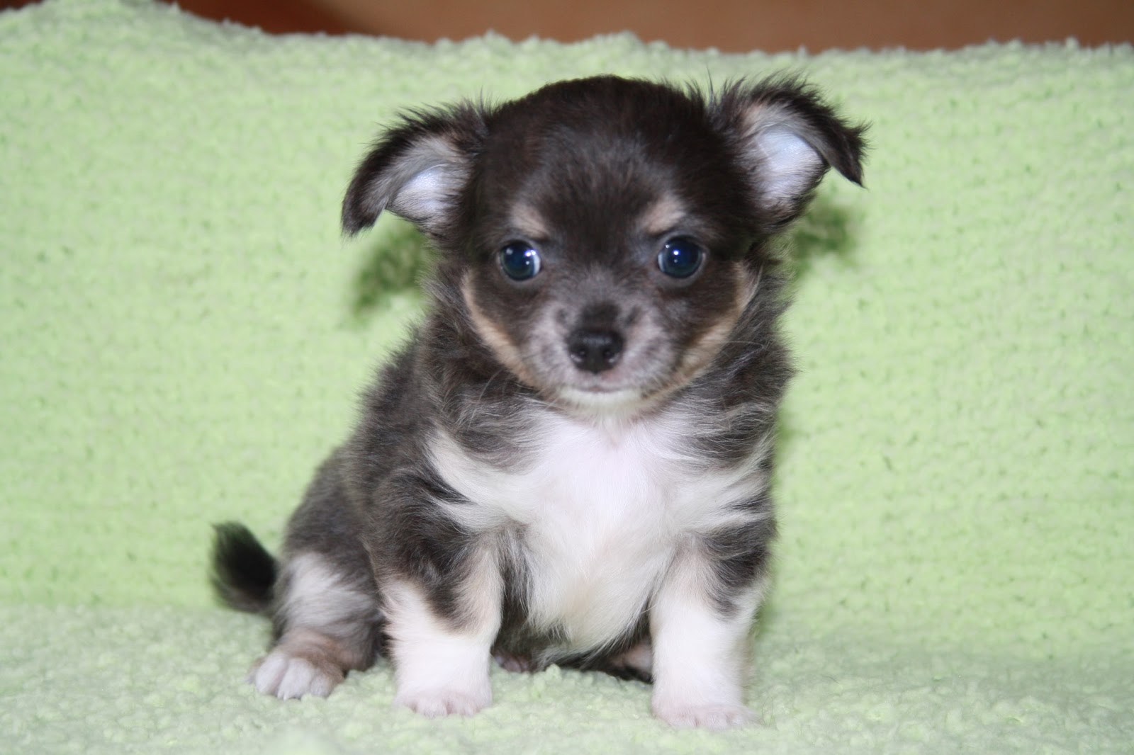 Diva`s svartvita kennel : Ängla valpar 7 v o Kid o Daisy 9 mån