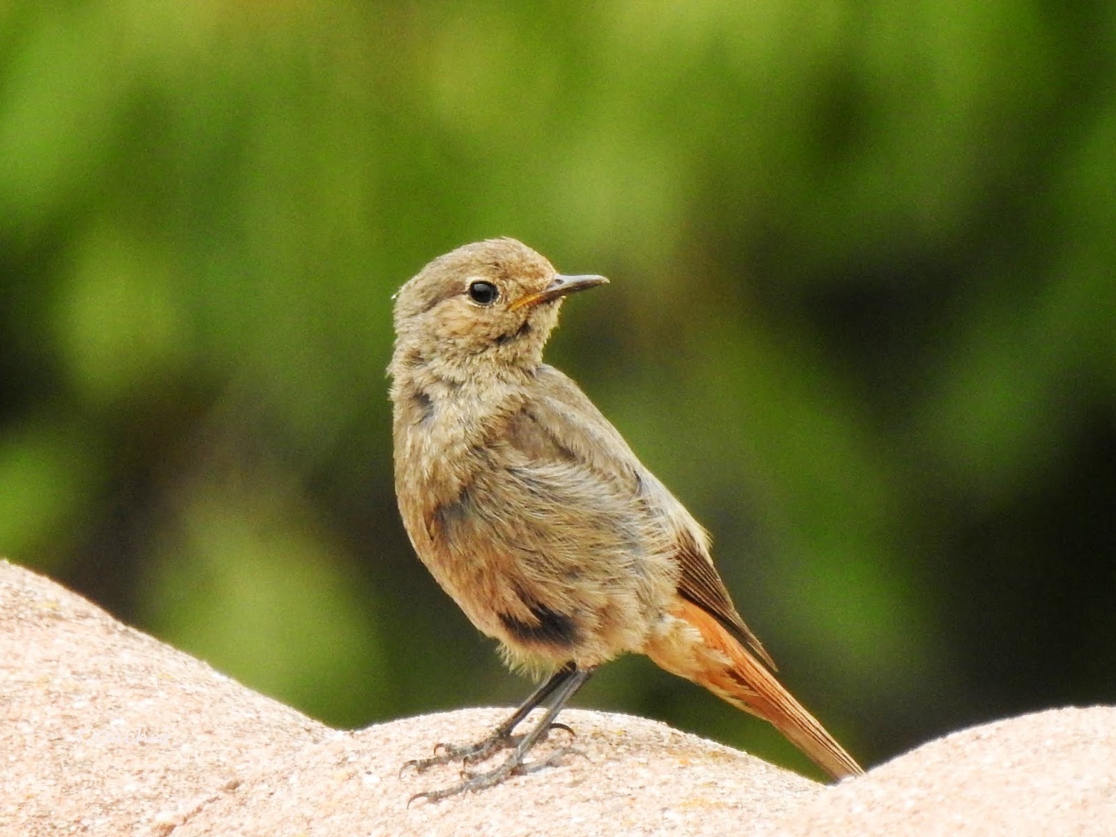 PASARI DIN ROMANIA: CODROS DE MUNTE (1), Phoenicurus ochruros