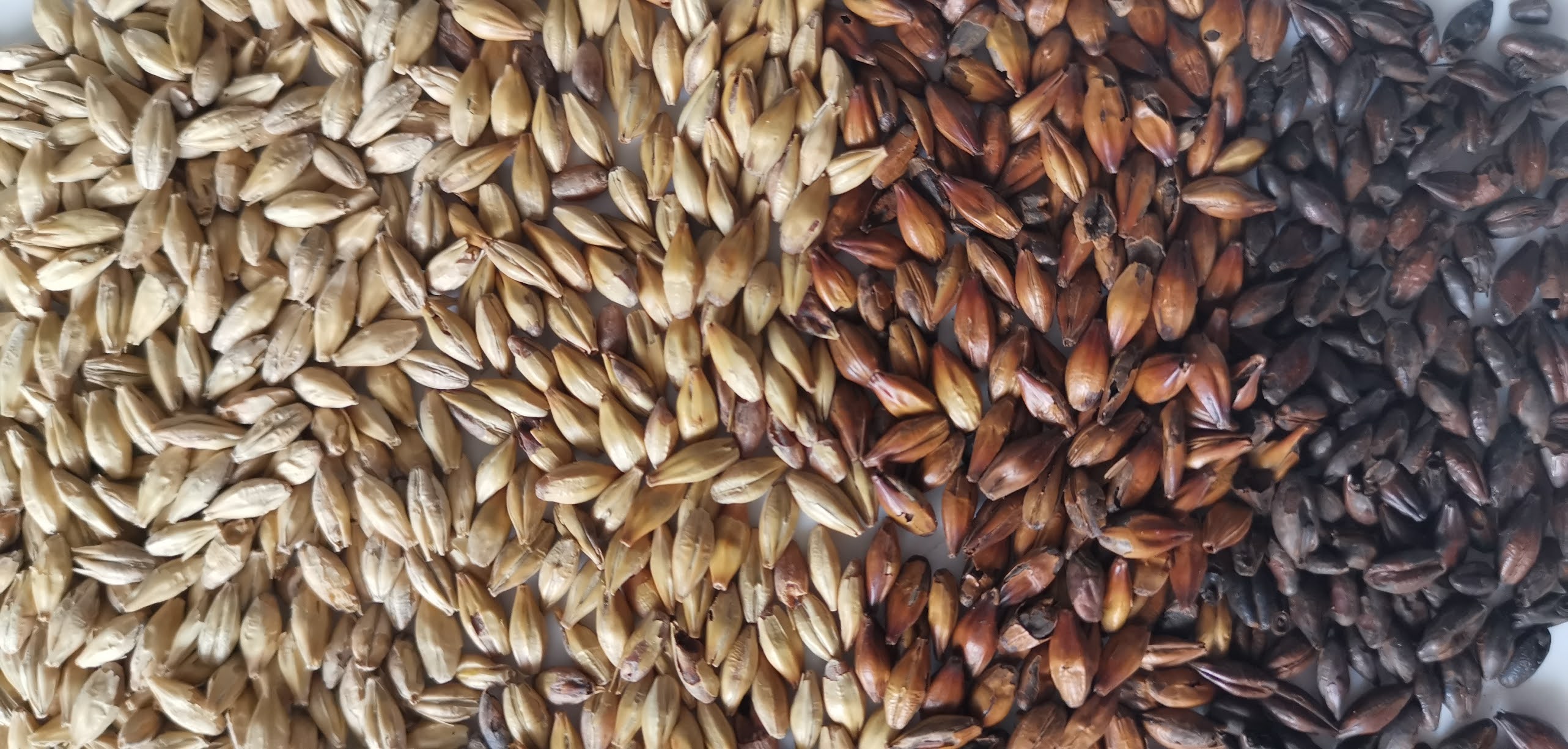 Los ingredientes Básicos de la cerveza