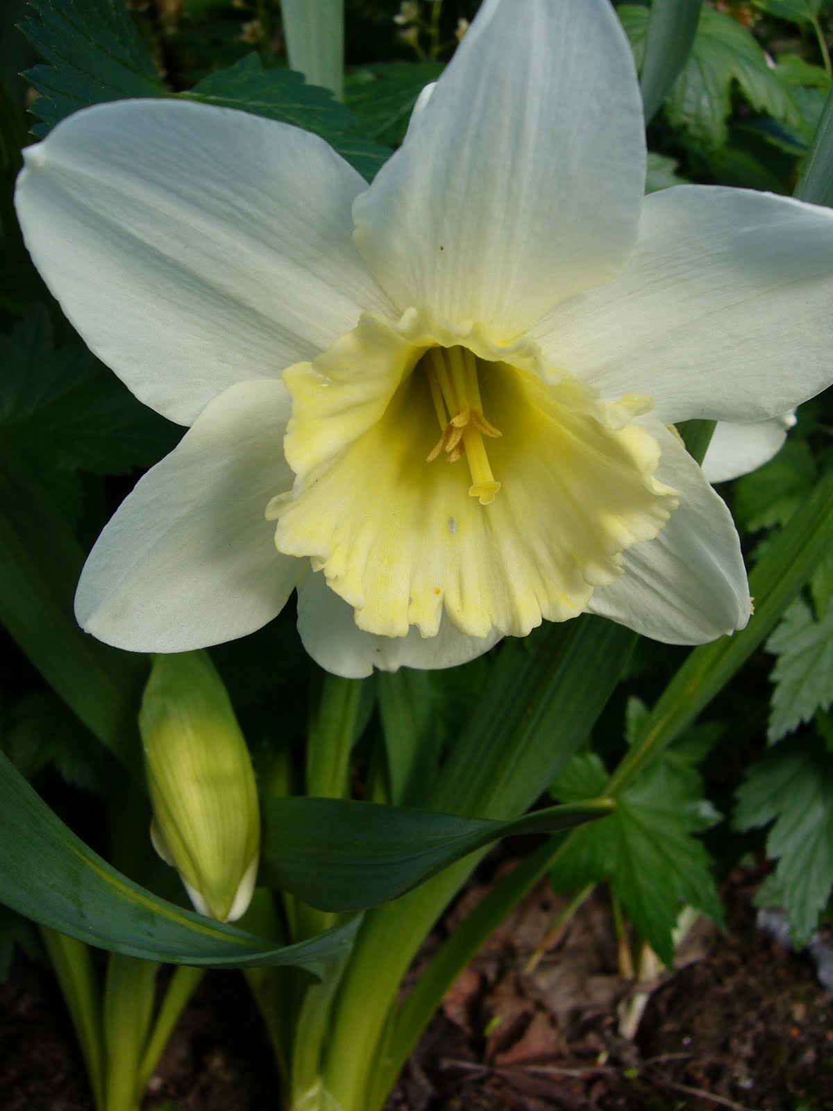 Anun puutarhassa kasvaa