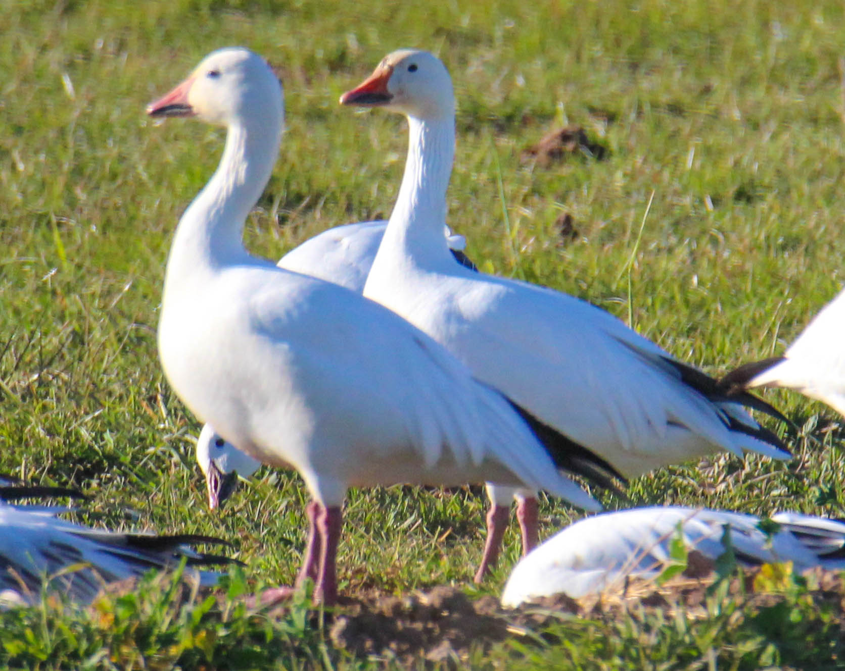 Cannundrums: Lesser Snow Goose