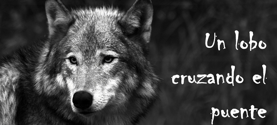 Un lobo cruzando el puente