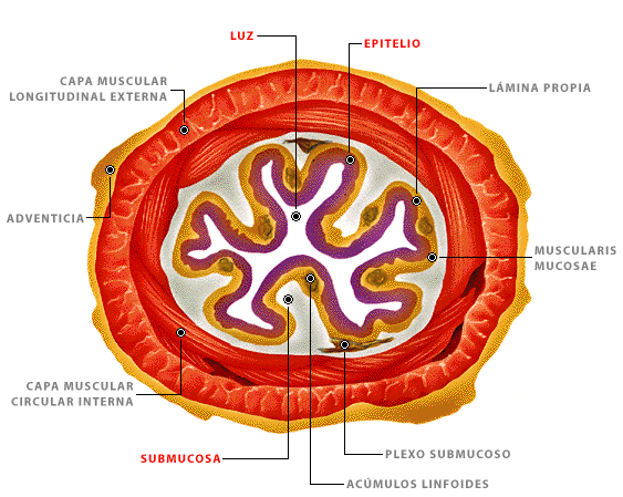FISIOLOGIA : Capas del Tubo Digestivo