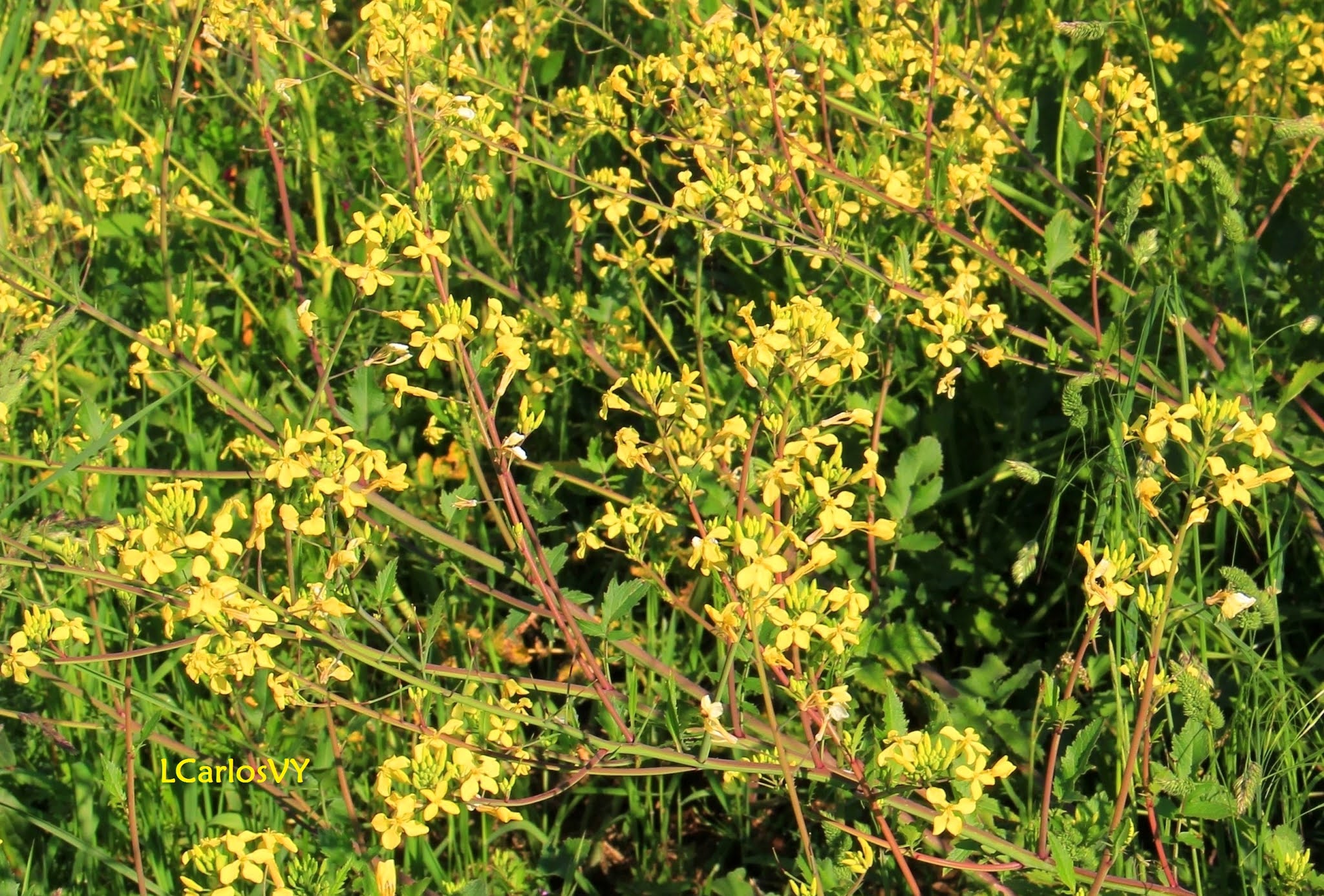 Plantas silvestres de Asturias: Jaramago – Diplotaxis muralis