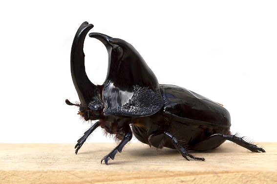 Megaceras crassum – Wikipedia