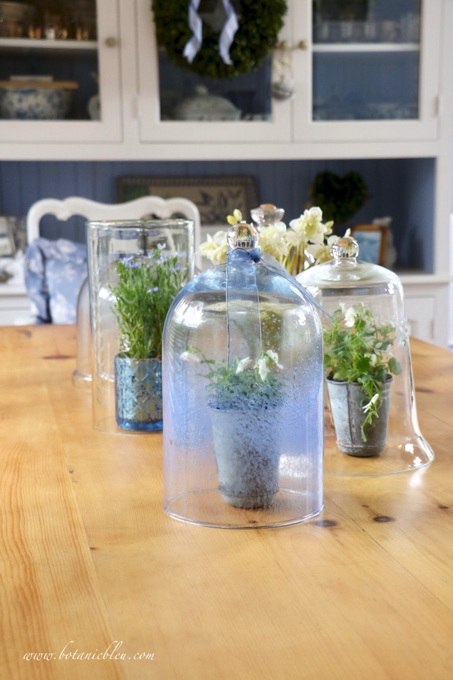 Botanic Bleu: Spring Cloche Collection for French Country Style