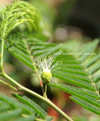 Argentina nativa: Cebil colorado (Anadenanthera colubrina)*