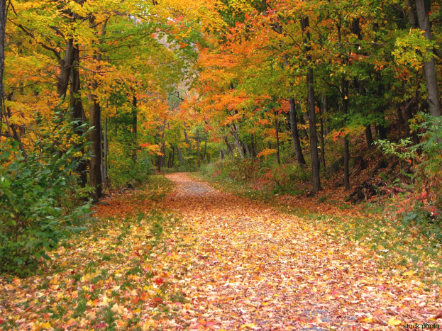 wallpaper zh: Fall nature pictures