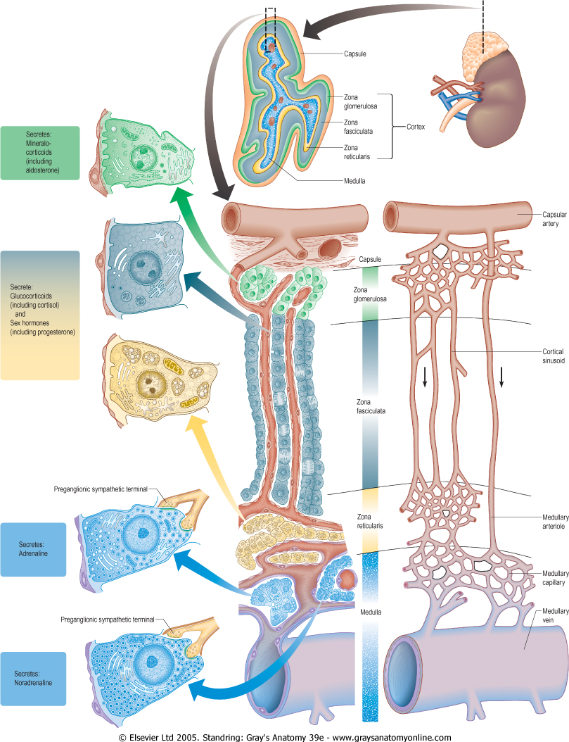 science for life: Adrenal Glands, Pancreas and Local Hormones.