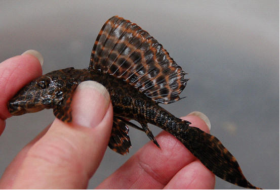 The Best Freshwater Algae Eaters in Aquariums: Amazon Sailfin Pleco ...