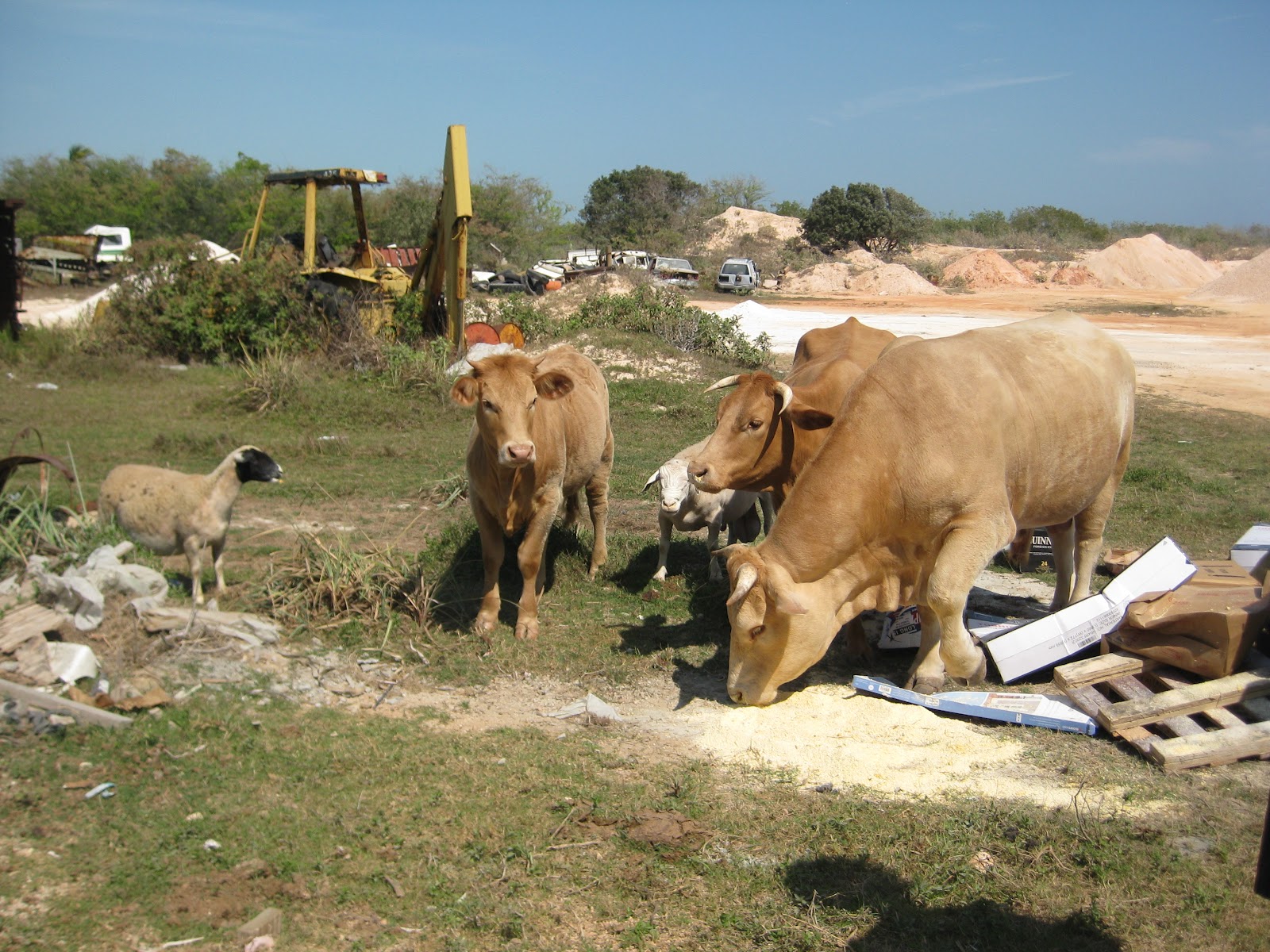 Choosing The Better Life: Visit to Long Island, Bahamas