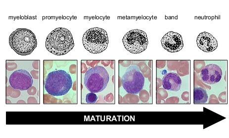 Lecture Notes in Medical Technology: Lecture #2: The Hematopoetic System