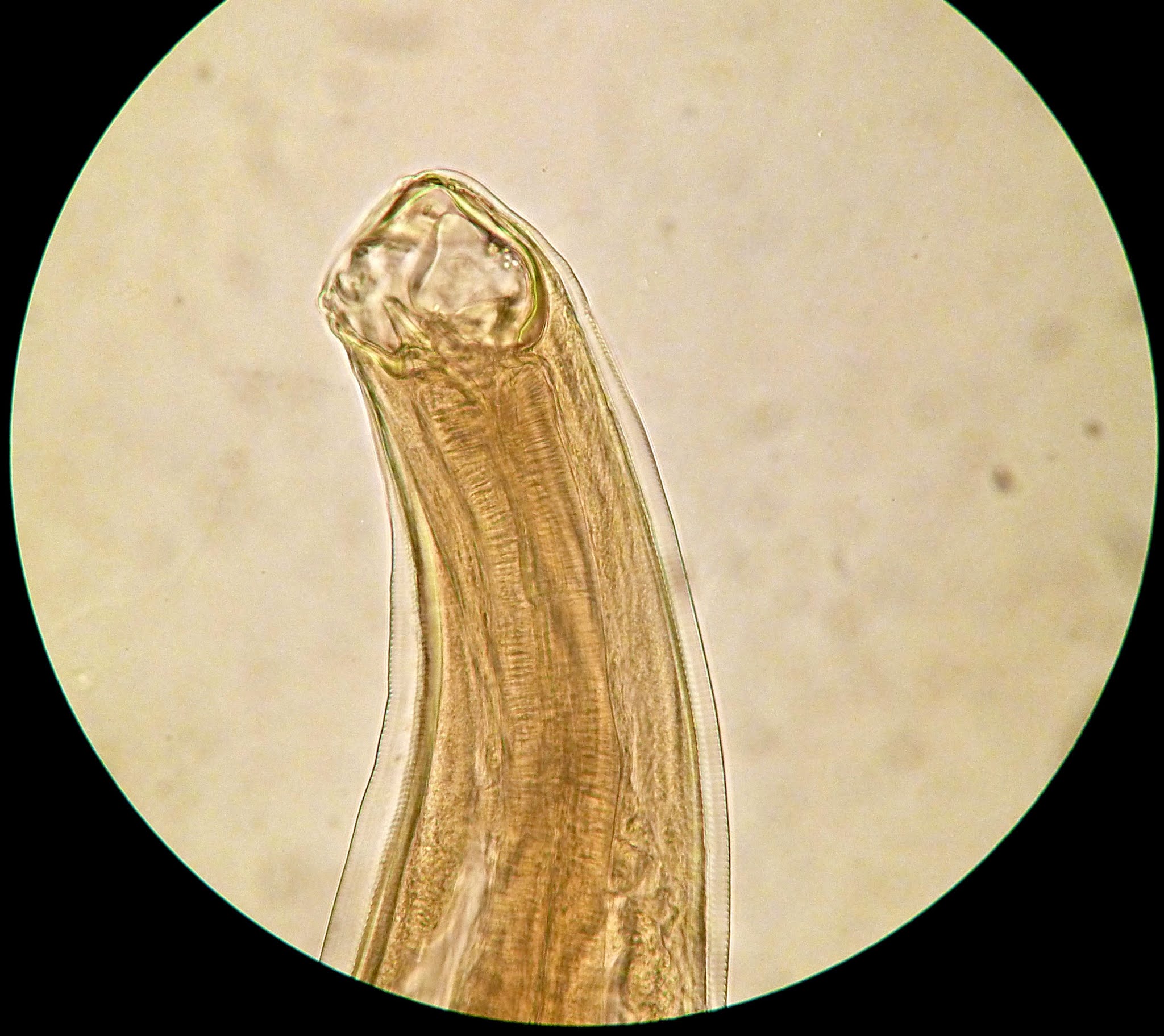 El Mundo de la Parasitologia : Conceptos Generales de Parasitologia