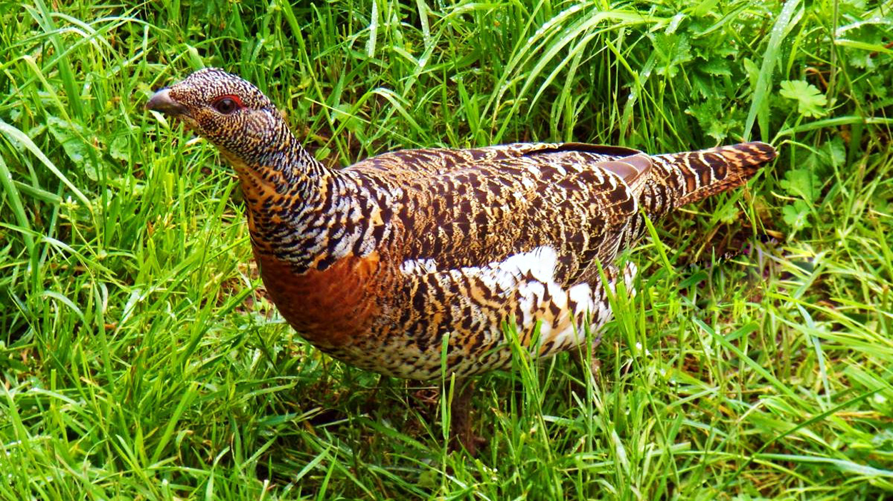 El Urogallo Común Ibérico