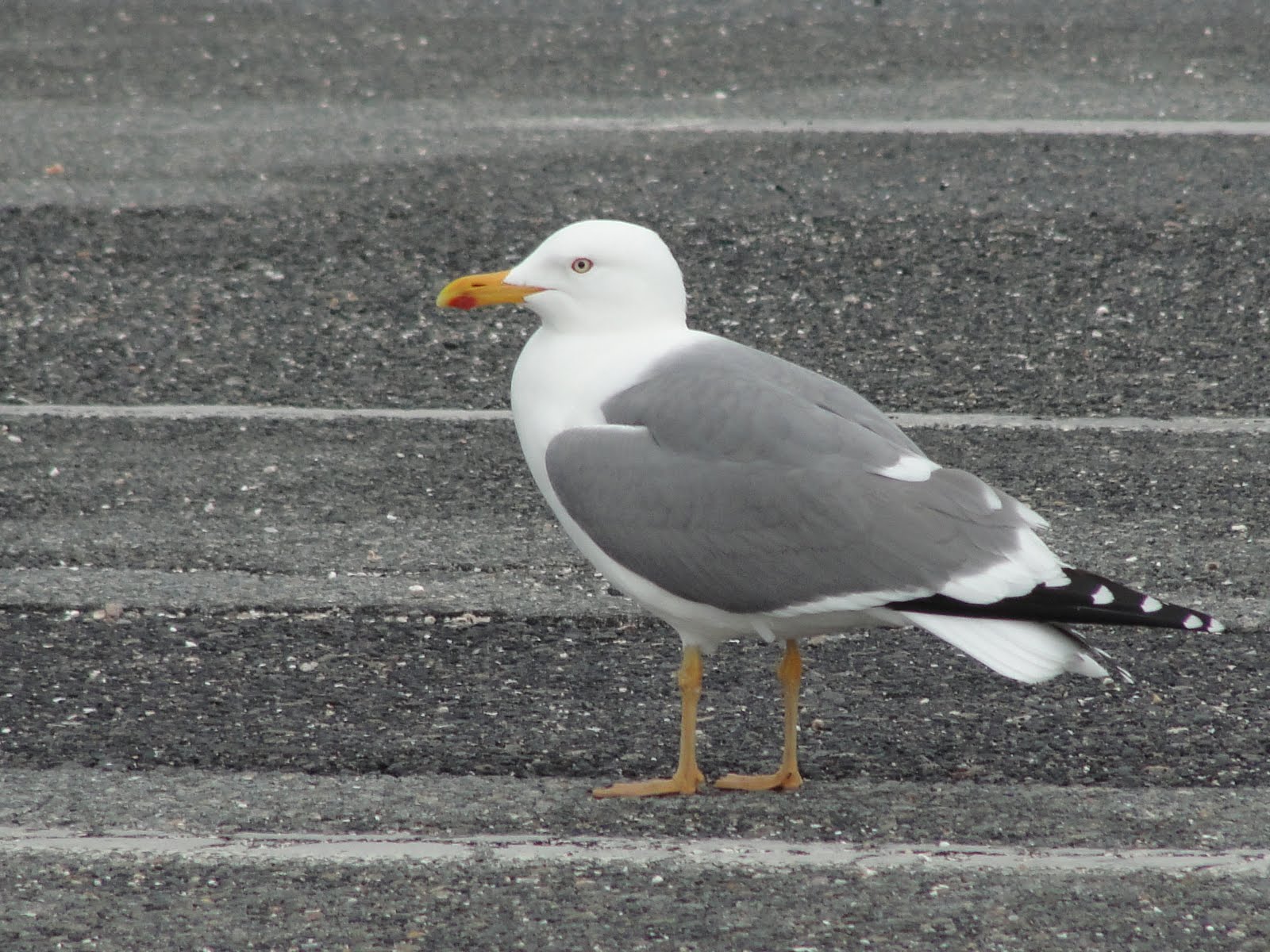 Cool Gull at Kalmus Beach in Hyannis | Mary Richmond's Cape Cod Art and ...