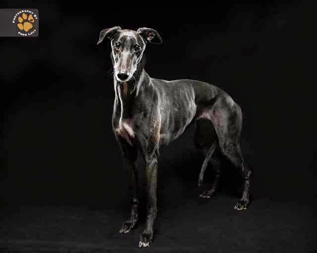 Fotos de perros de color negro para motivar a su adopción - Seamos Mas ...