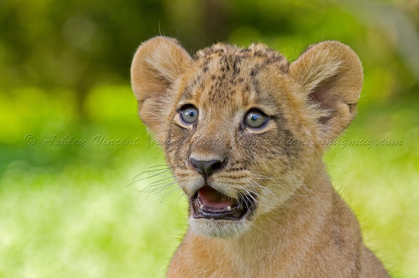 White Wolf : Open wide! Toothless lion cub shows off her gums (Photos)