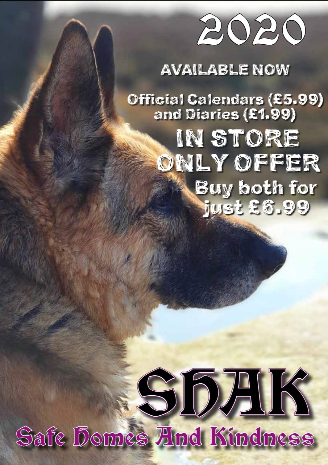 "It's A Dog's Life"..... SHAK (Safe Homes And Kindness): Launch Of ...