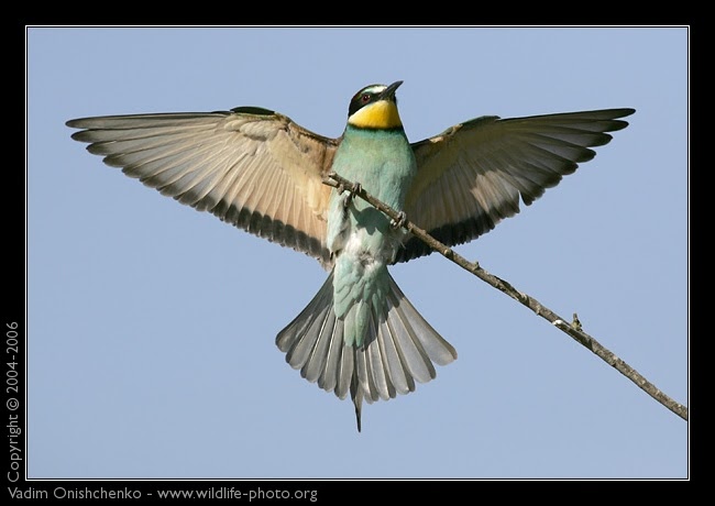 Variety of Life: Coraciiformes