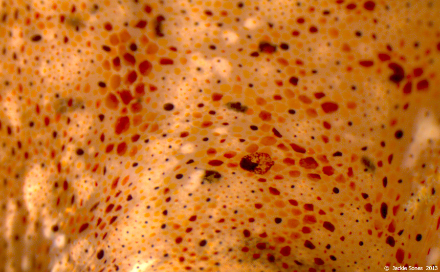 The Natural History of Bodega Head: Living paint