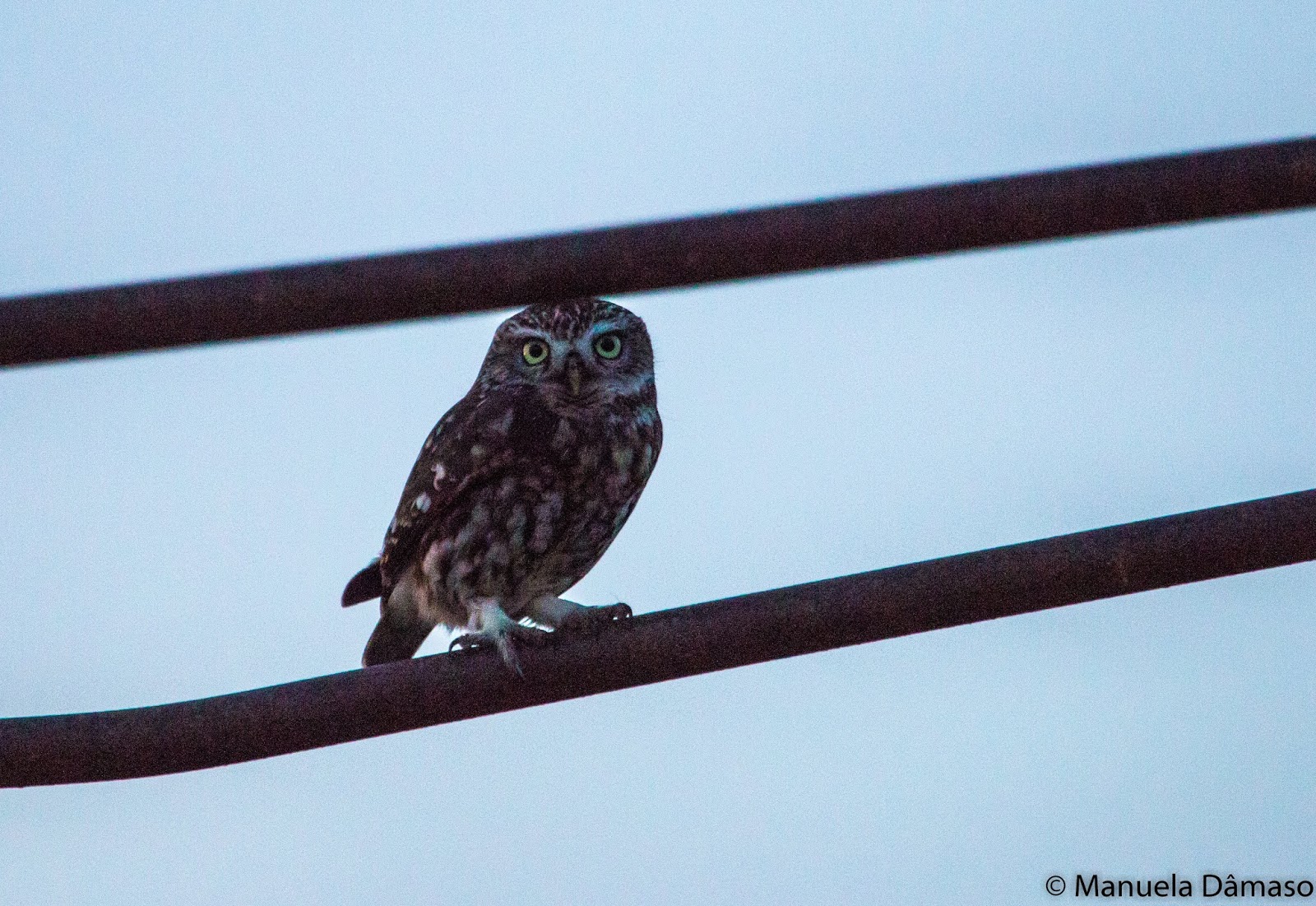Voando na Natureza: Mocho-galego