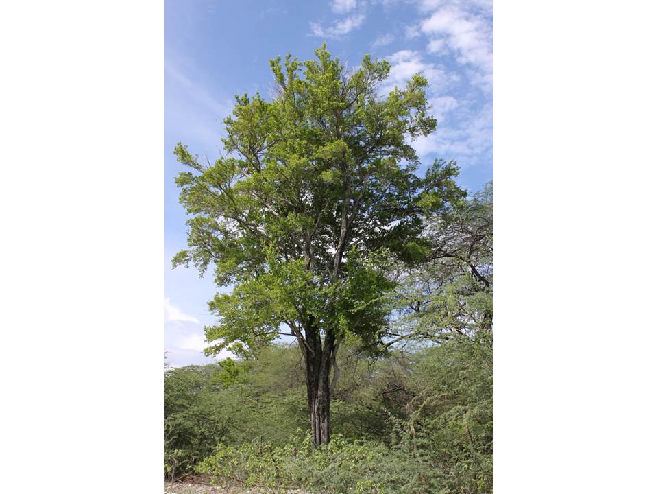 Datos que no conocías de la flora de la República Dominicana.