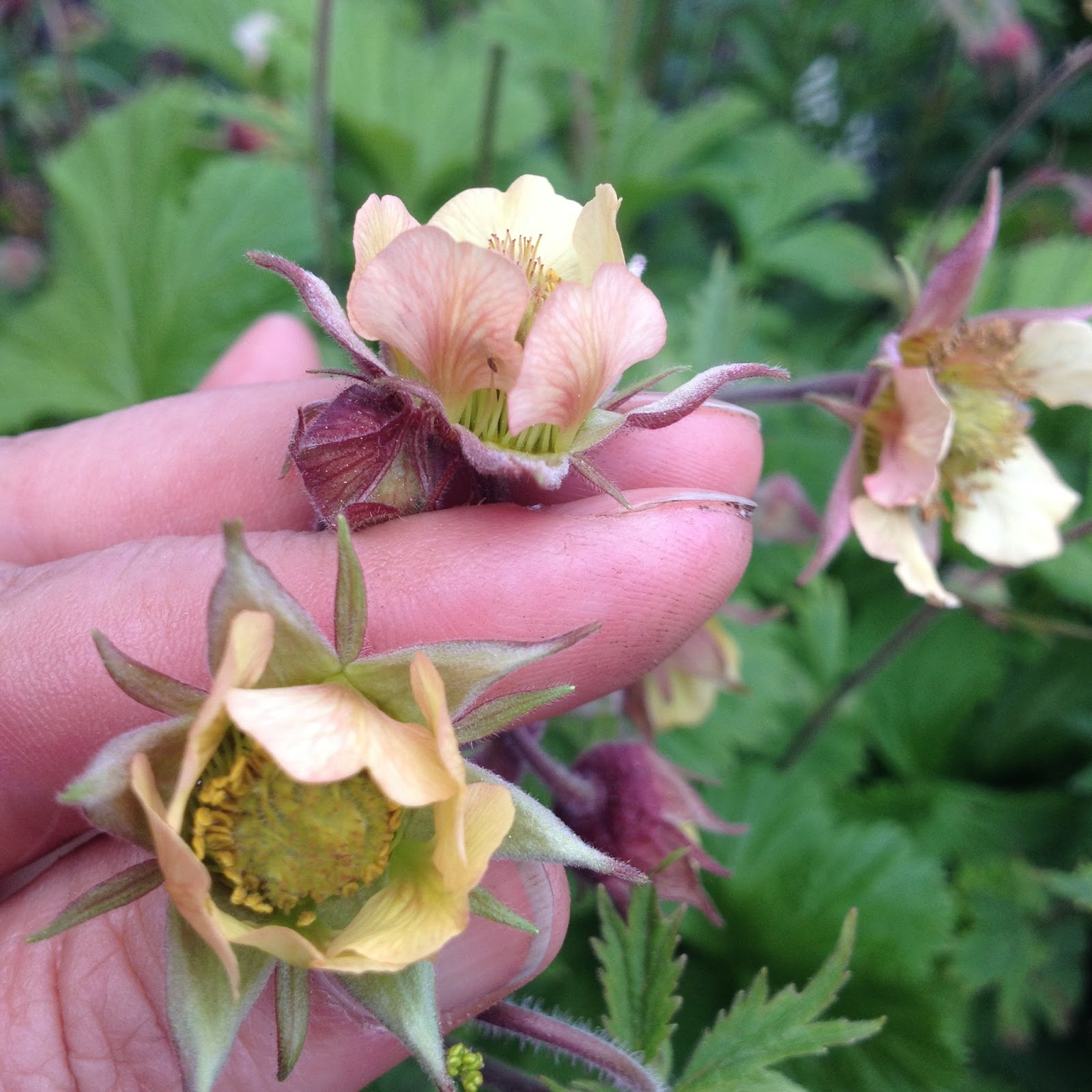 Blomstertøsens Have: Geum